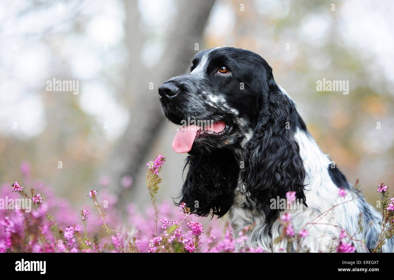 English Cocker Spaniel Portrait Stock Photo - Alamy
