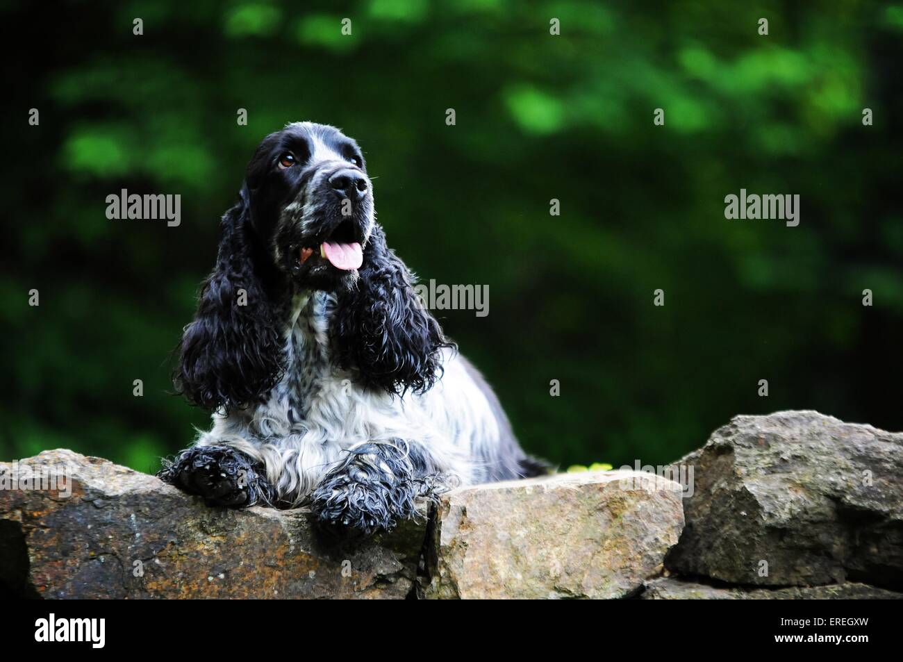 lying English Cocker Spaniel Stock Photo - Alamy