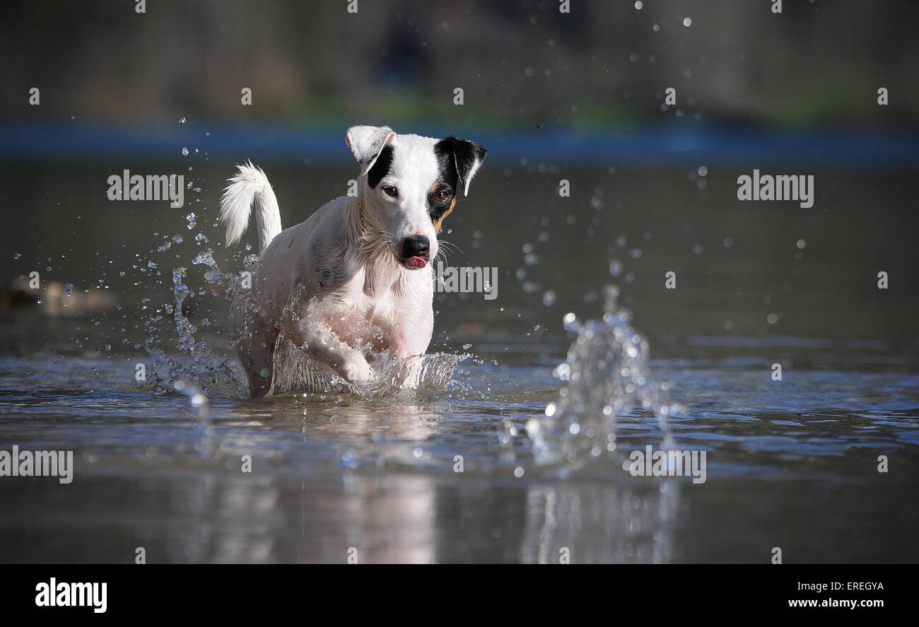 running Jack Russell Terrier Stock Photo - Alamy