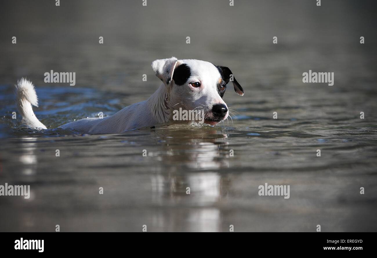 swimming Jack Russell Terrier Stock Photo - Alamy