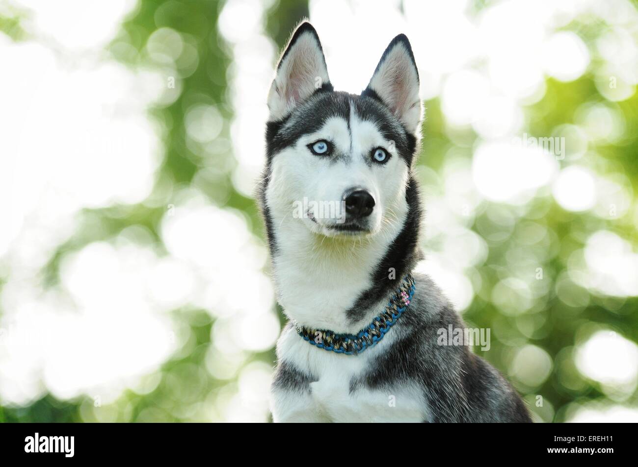 Siberian Husky Portrait Stock Photo - Alamy