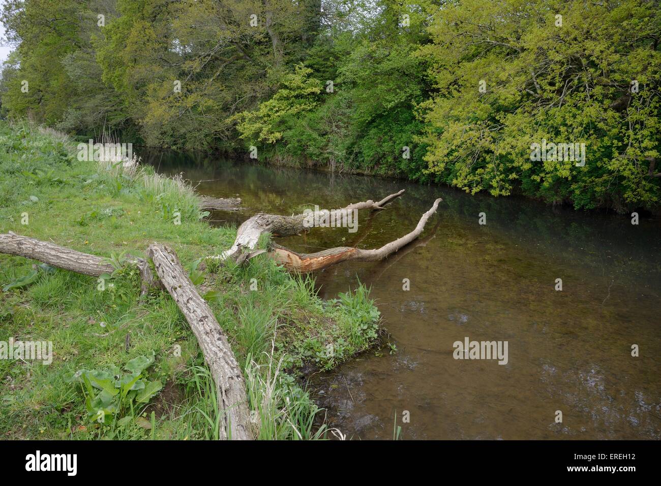 Willow tree felled and most of its bark stripped off by Eurasian ...