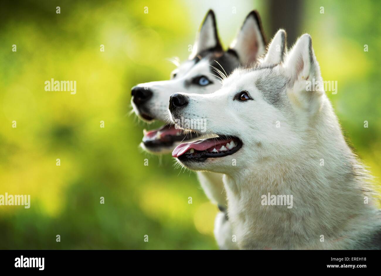 Two siberian huskies hi-res stock photography and images - Alamy