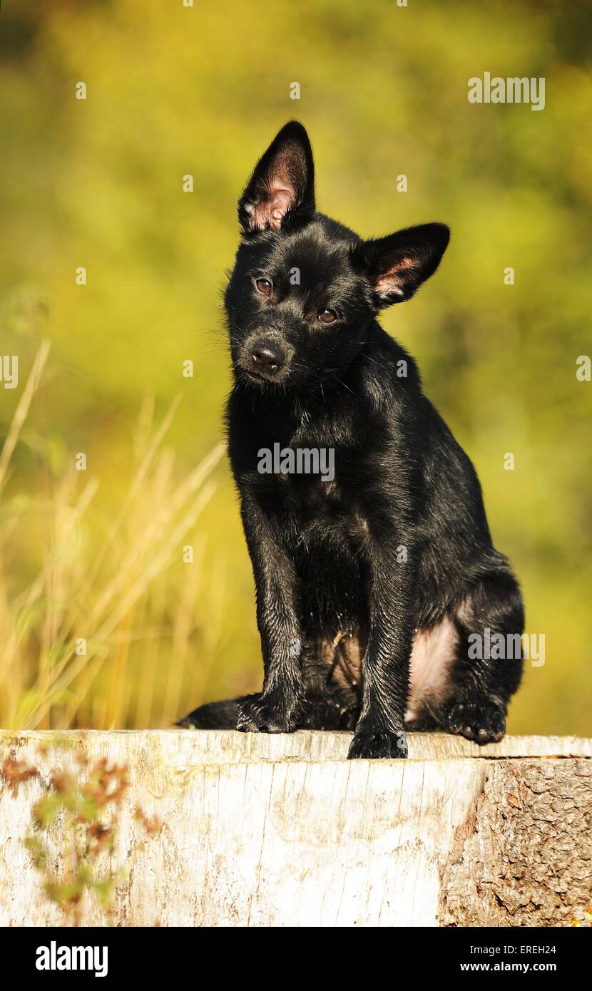 sitting Australian Kelpie Stock Photo - Alamy