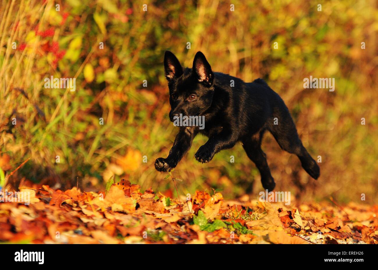 running Australian Kelpie Stock Photo - Alamy