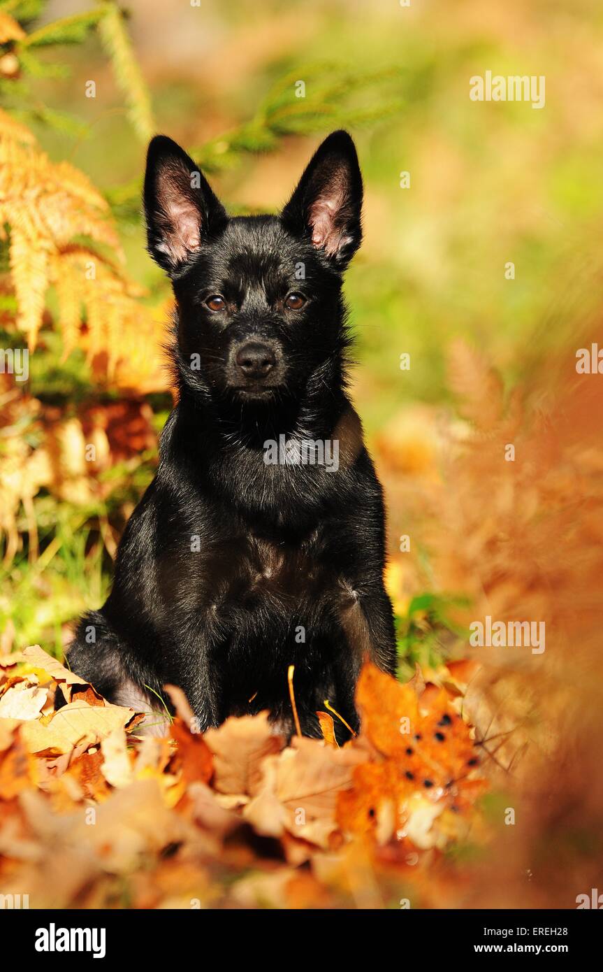 sitting Australian Kelpie Stock Photo - Alamy