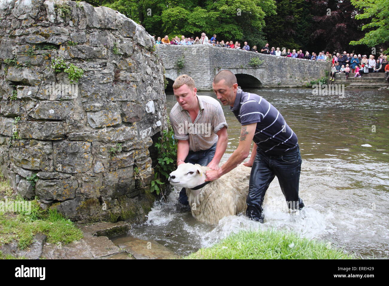 Sheep are dipped in the River Wye at Ashford-in-the-Water by Sheepwash ...