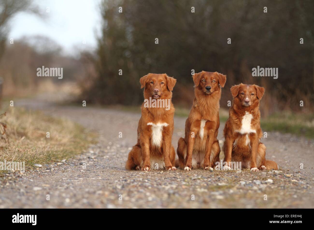Toller lane hi-res stock photography and images - Alamy