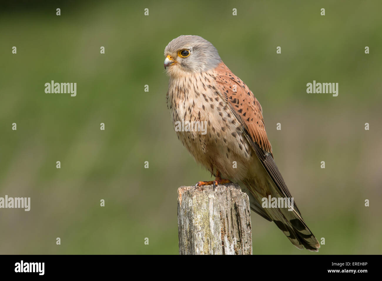 Common kestrel hi-res stock photography and images - Alamy