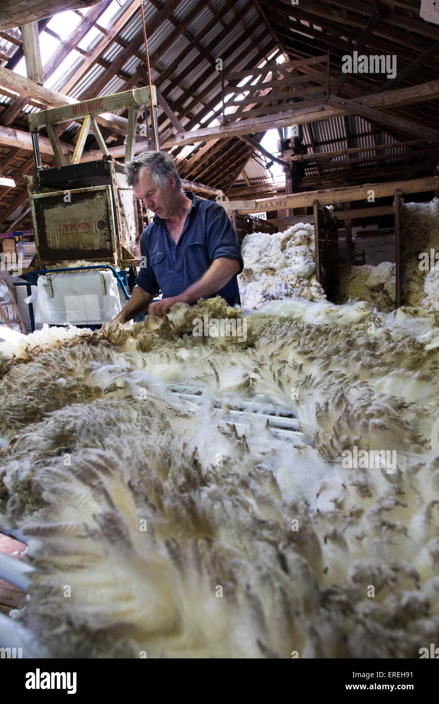 Classing sheep hi-res stock photography and images - Alamy