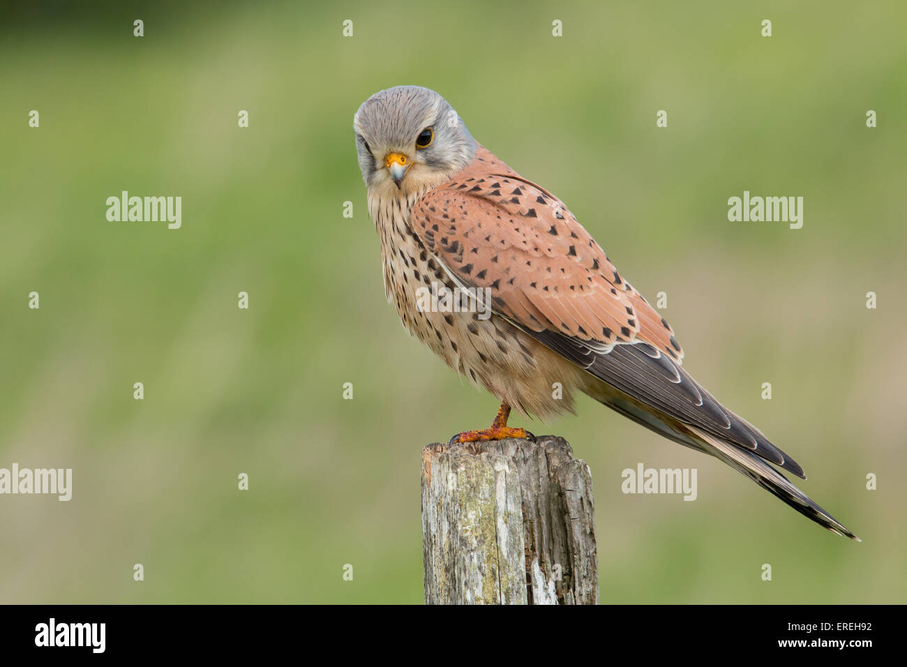 Male kestrel hi-res stock photography and images - Alamy