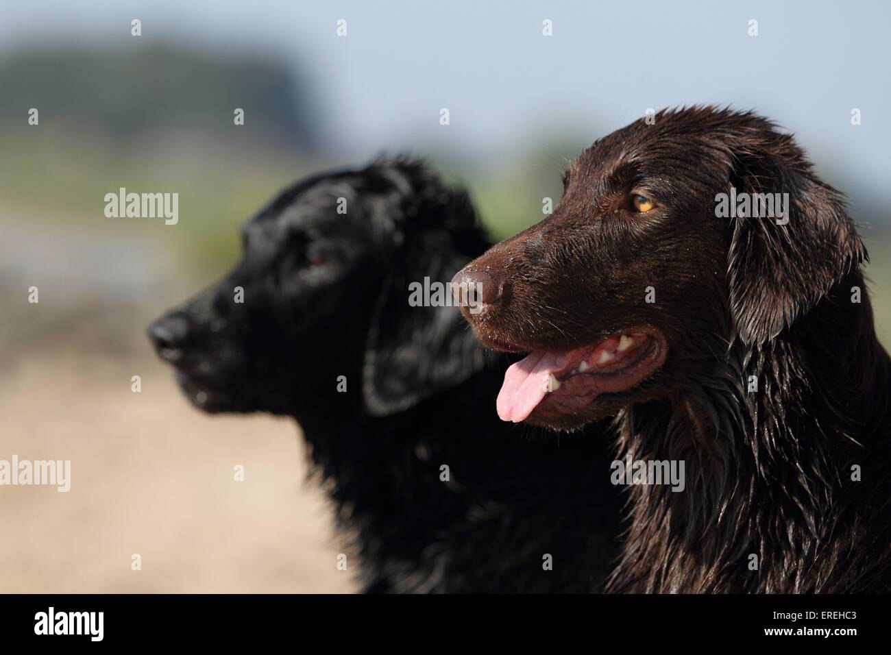 Wet flat coated retriever hi-res stock photography and images - Alamy