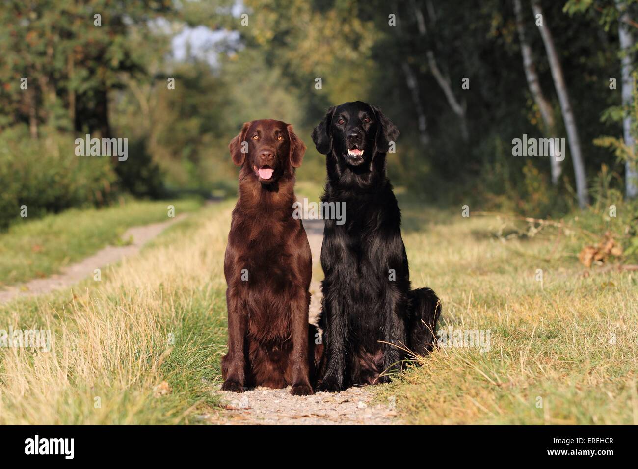 Flat coated retriever hi-res stock photography and images - Alamy