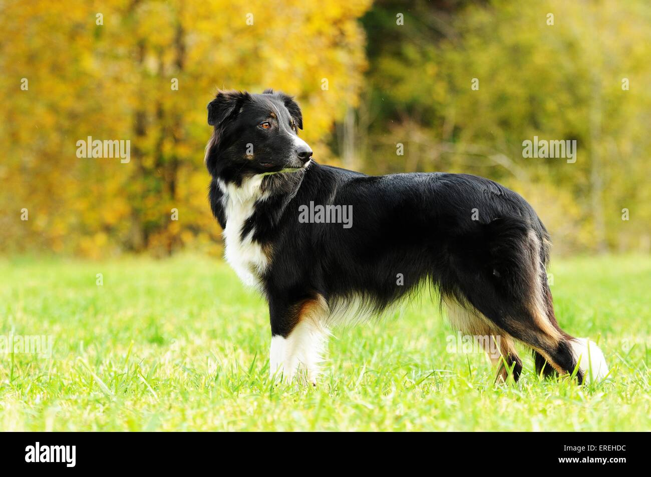 standing Australian Shepherd Stock Photo - Alamy