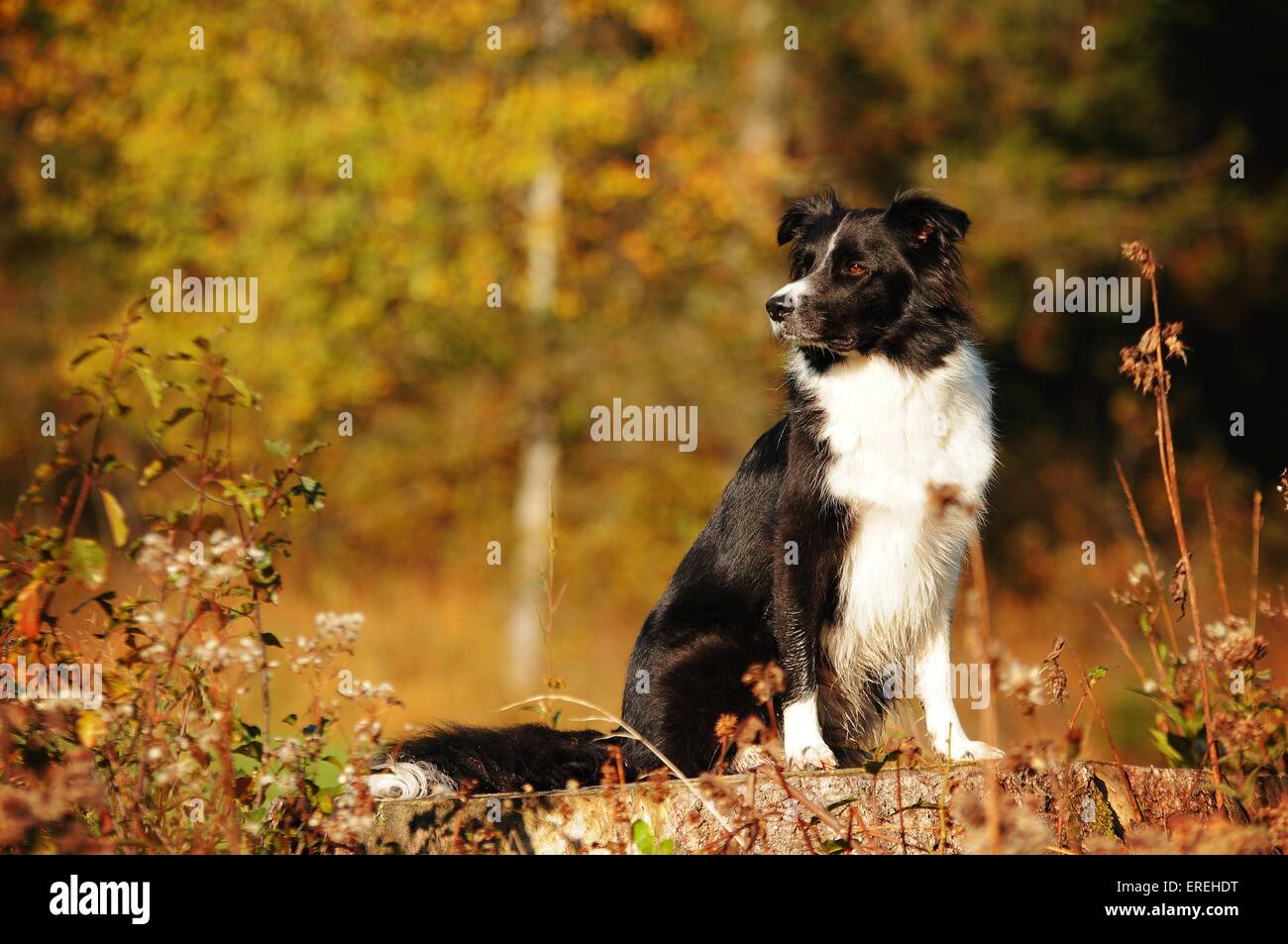 sitting Border Collie Stock Photo - Alamy
