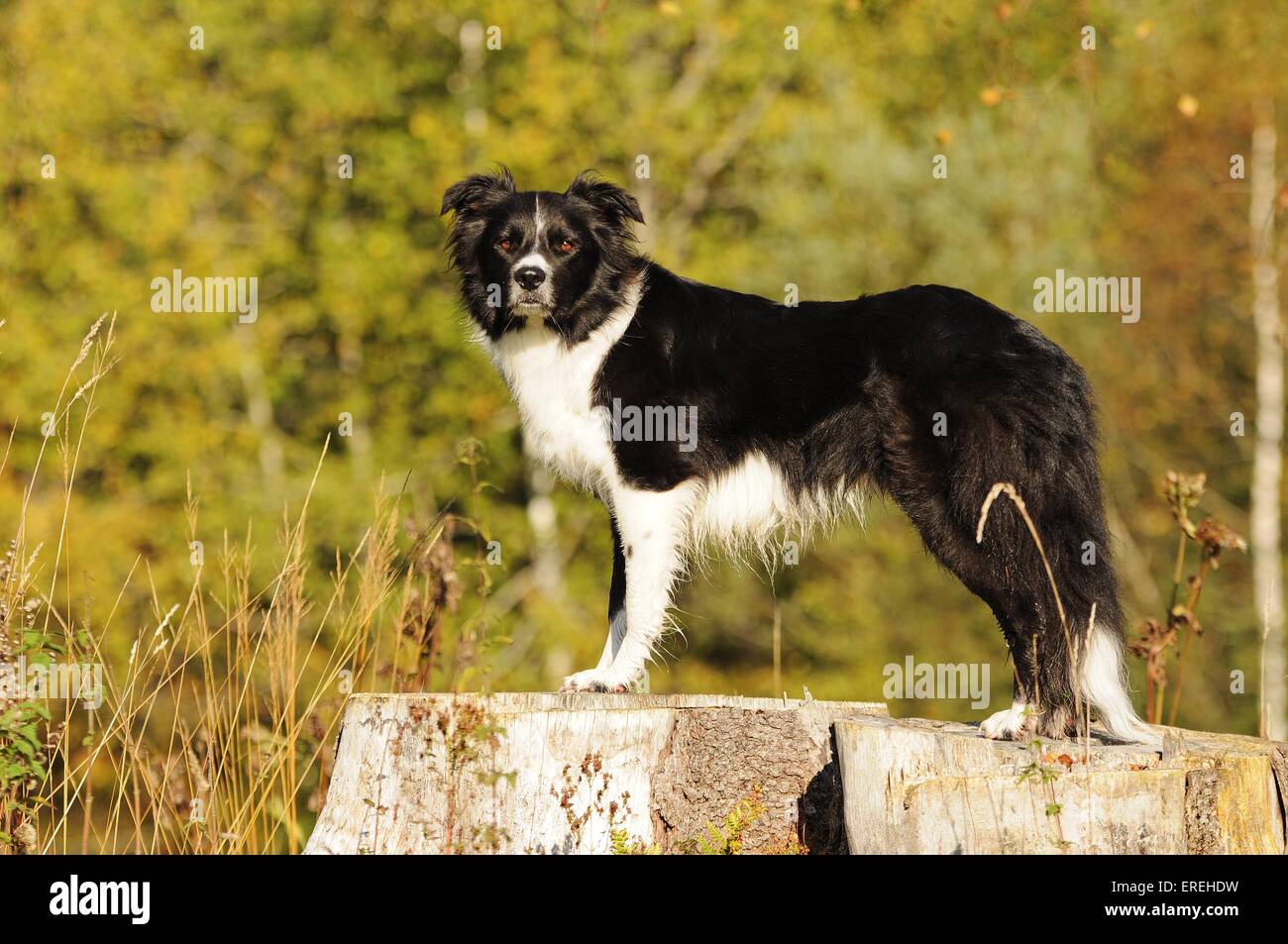standing Border Collie Stock Photo - Alamy