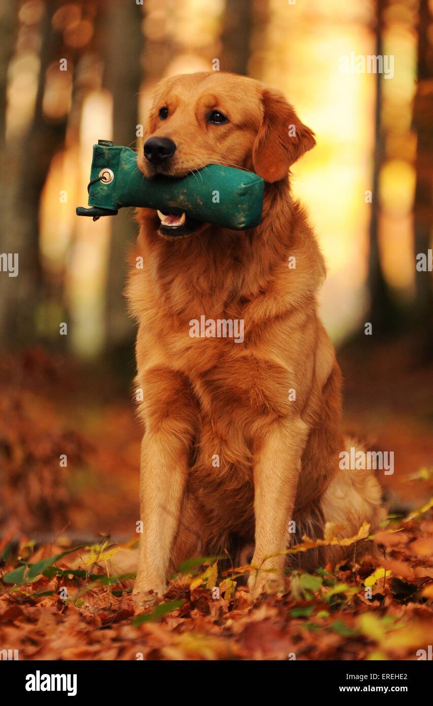 retrieving Golden Retriever Stock Photo - Alamy