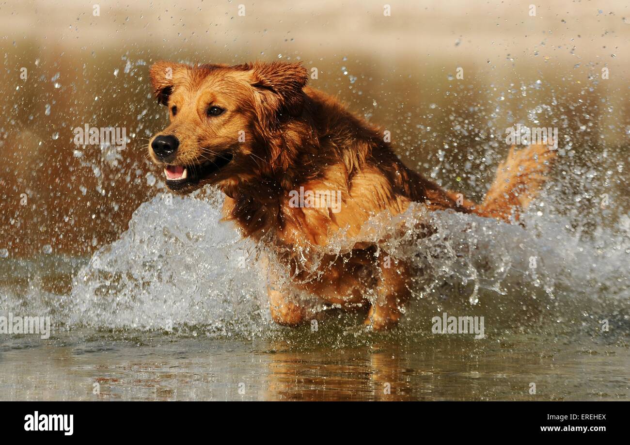 running Golden Retriever Stock Photo - Alamy