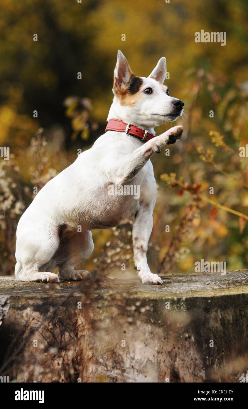Jack Russell Terrier gives paw Stock Photo - Alamy