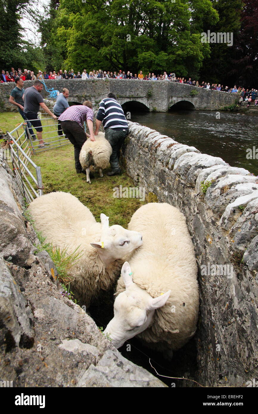 Sheep are dipped in the River Wye at Ashford-in-the-Water by Sheepwash ...