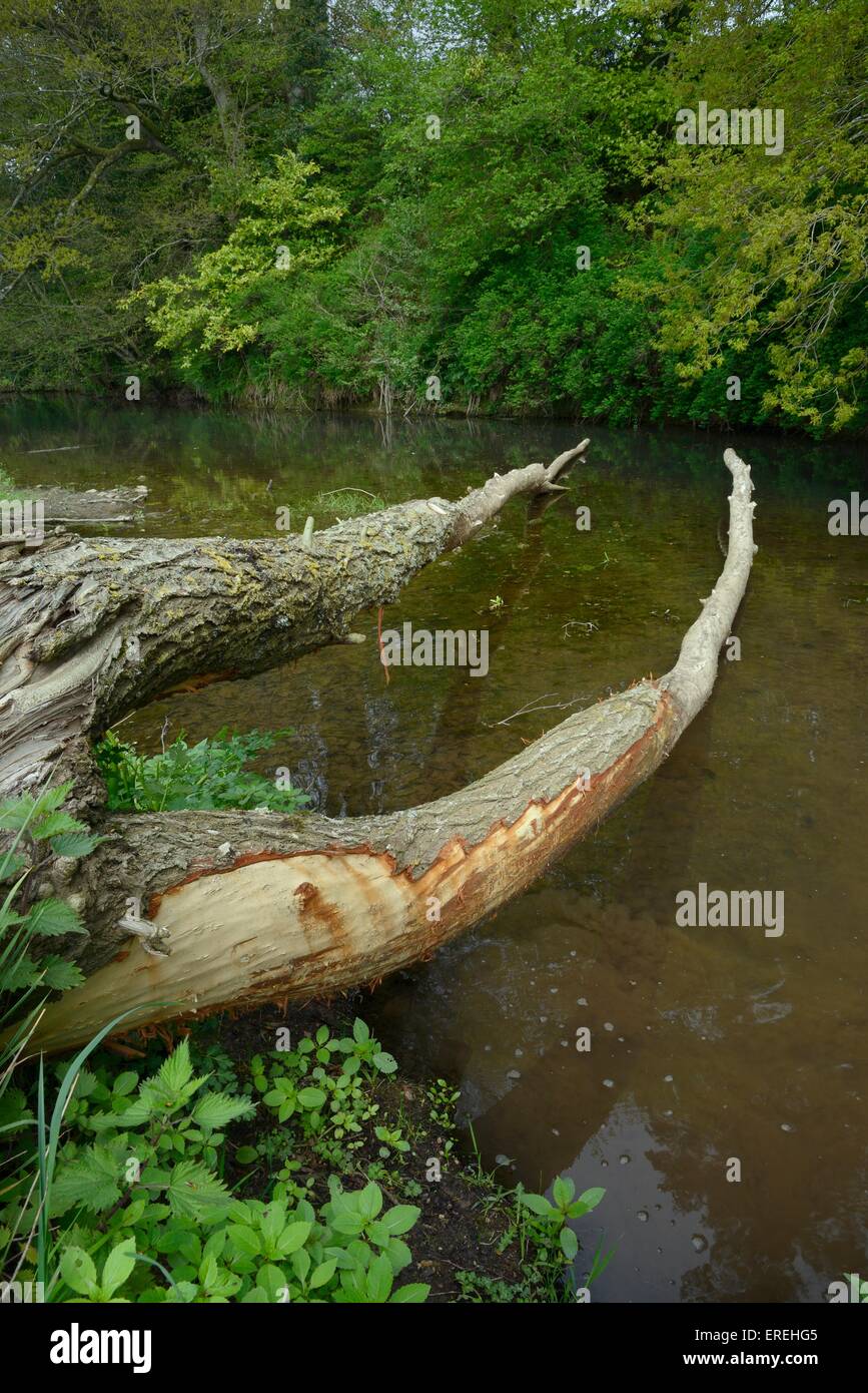 Willow tree felled and most of its bark stripped off by Eurasian ...
