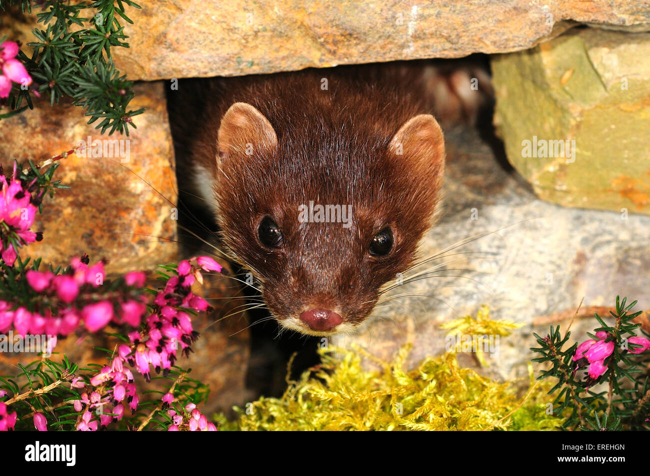 Weasel hole hi-res stock photography and images - Alamy