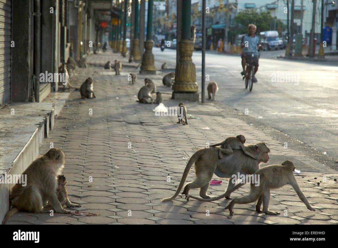 Monkeys on the street, Lopburi, Thailand Stock Photo - Alamy