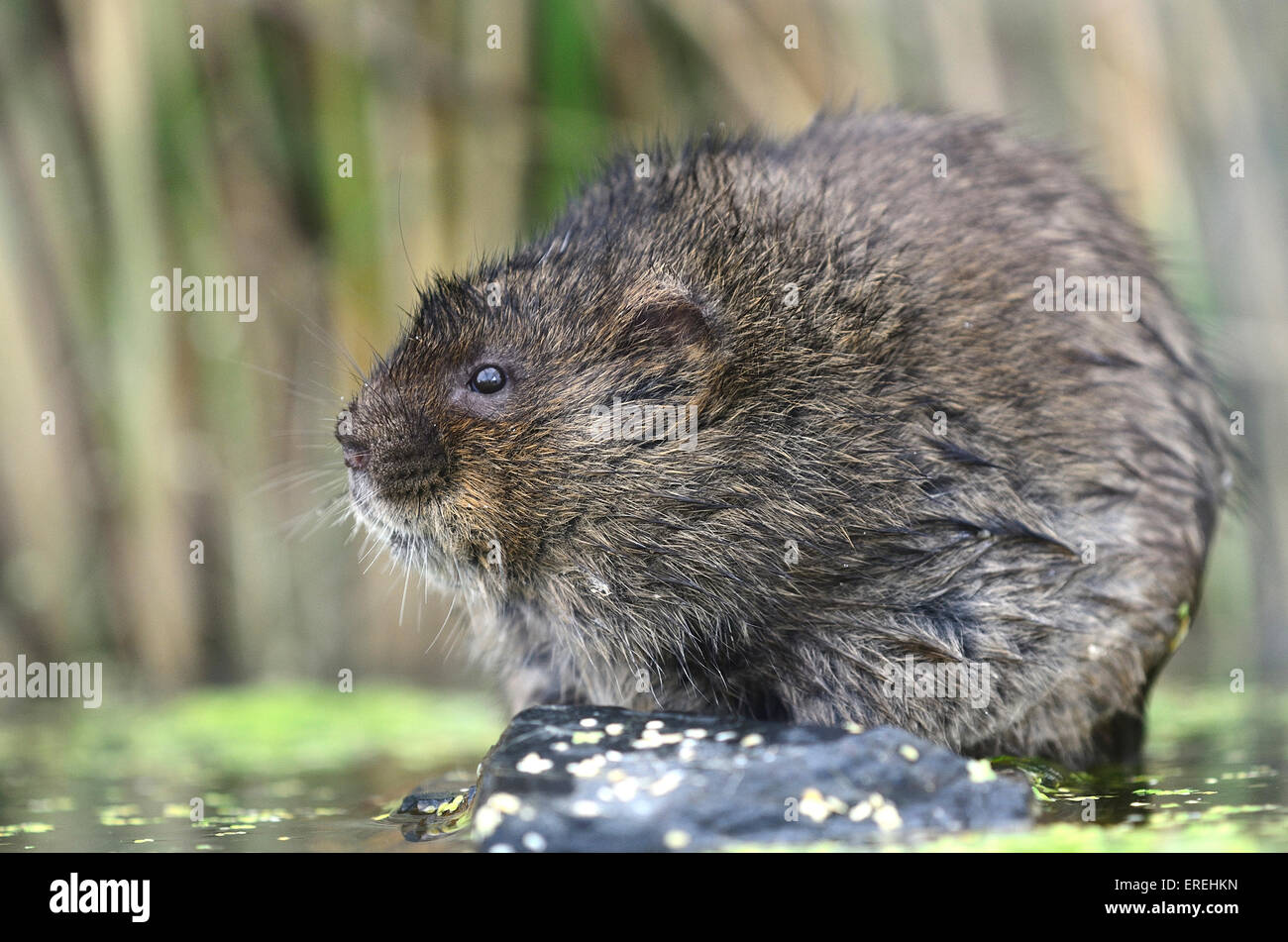 water vole arvicola amphibius Stock Photo - Alamy