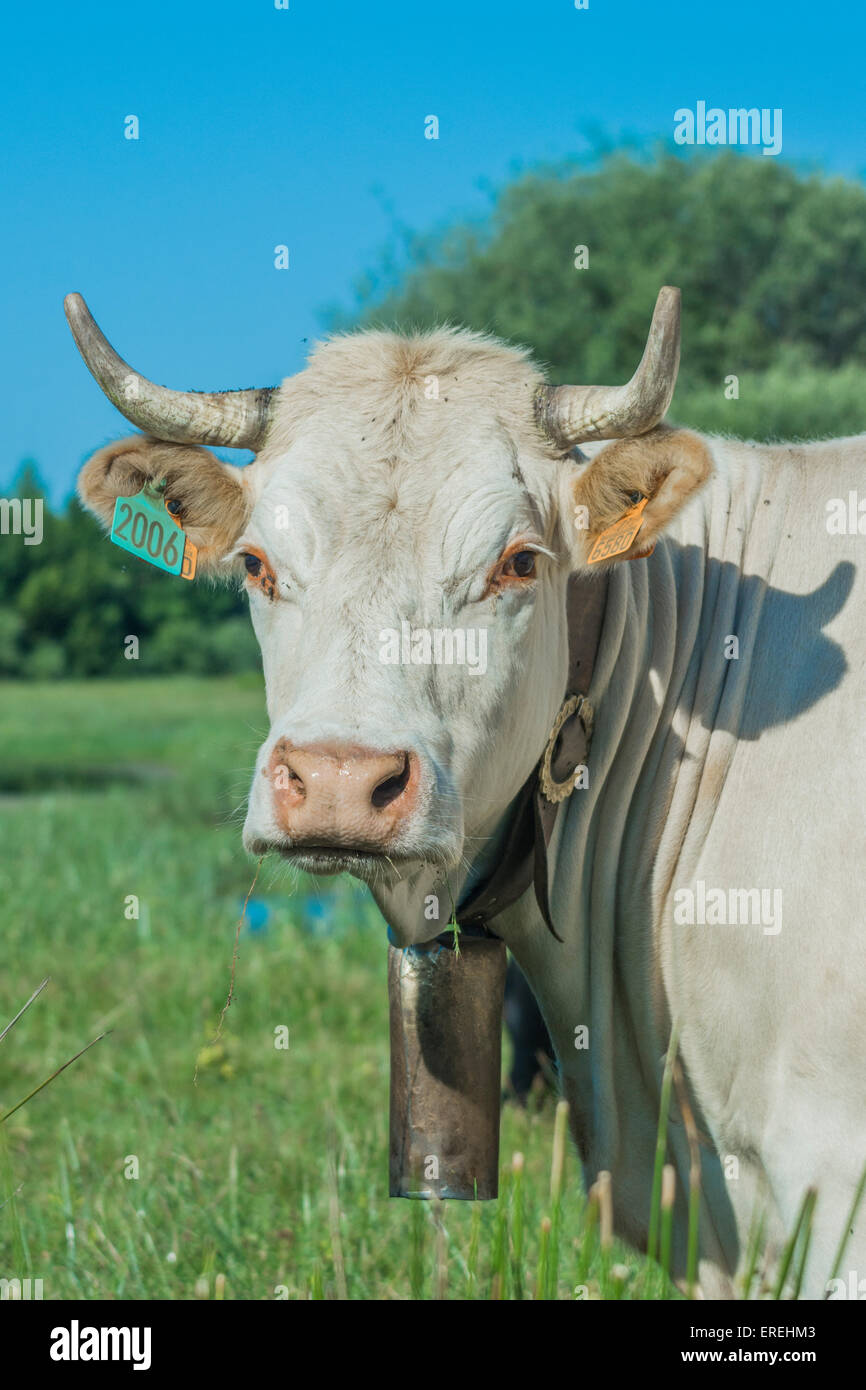 Agricultura animal hi-res stock photography and images - Alamy