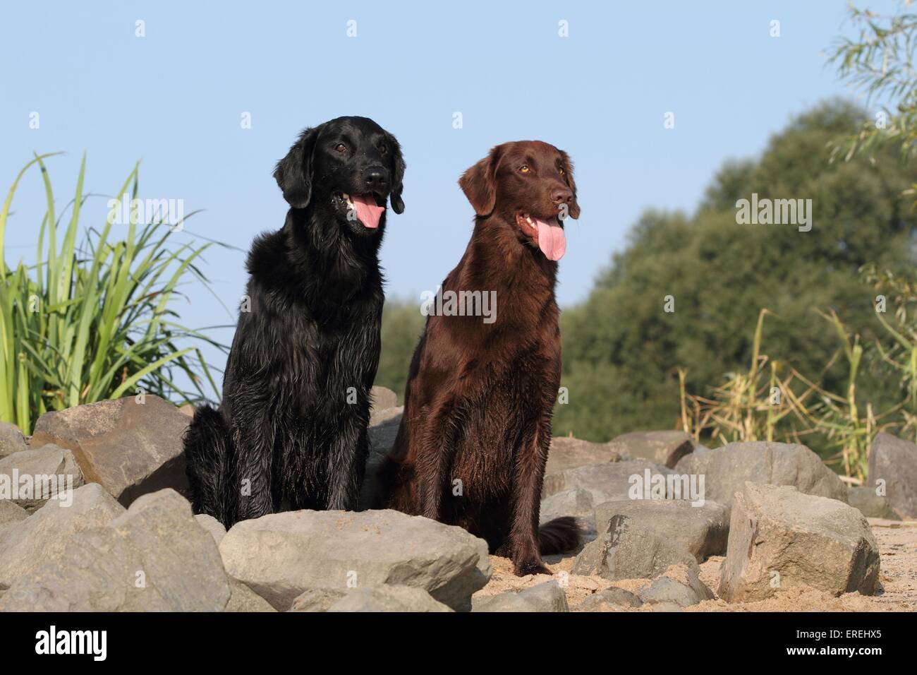 2 Flat Coated Retriever Stock Photo - Alamy