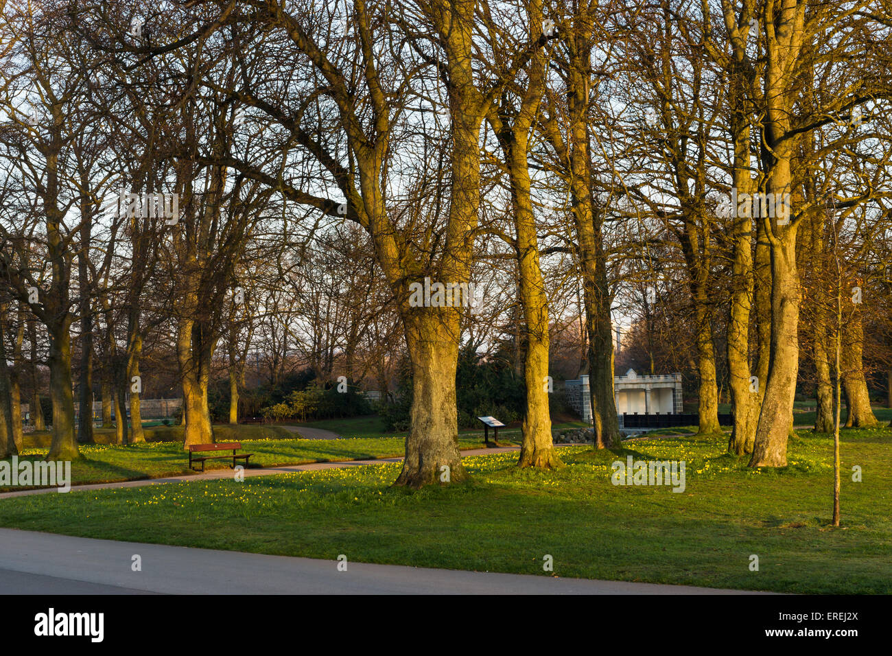 Trees and dawn parks hi-res stock photography and images - Alamy