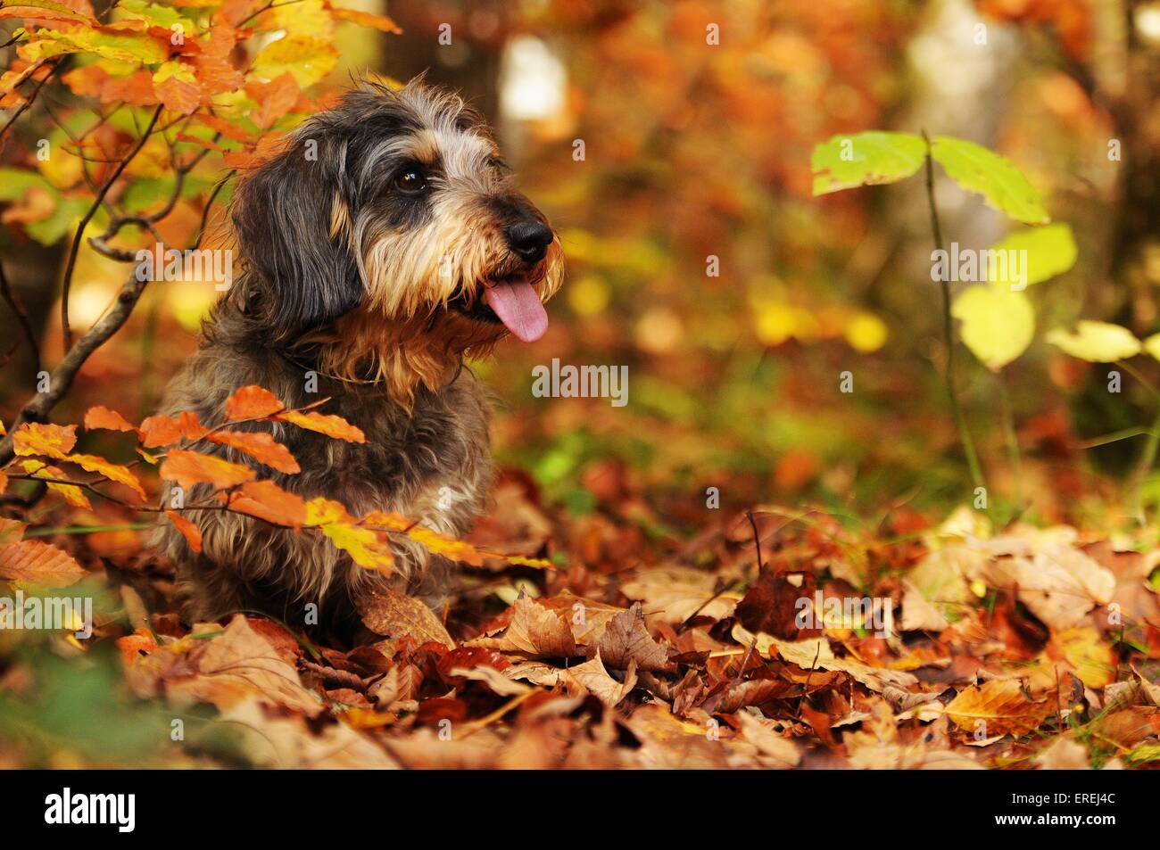 sitting wirehaired teckel Stock Photo - Alamy