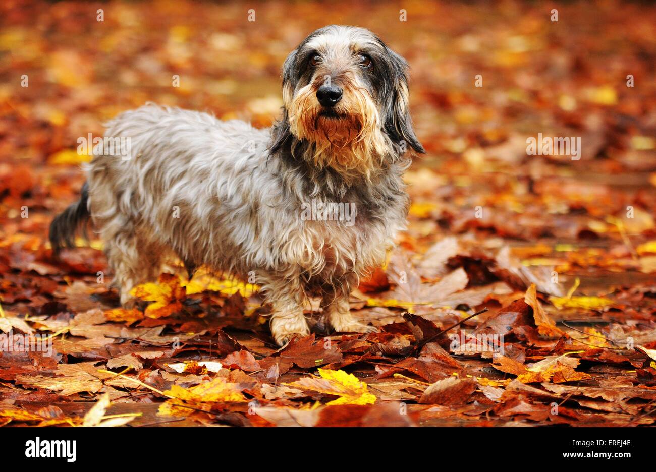 standing wirehaired teckel Stock Photo - Alamy