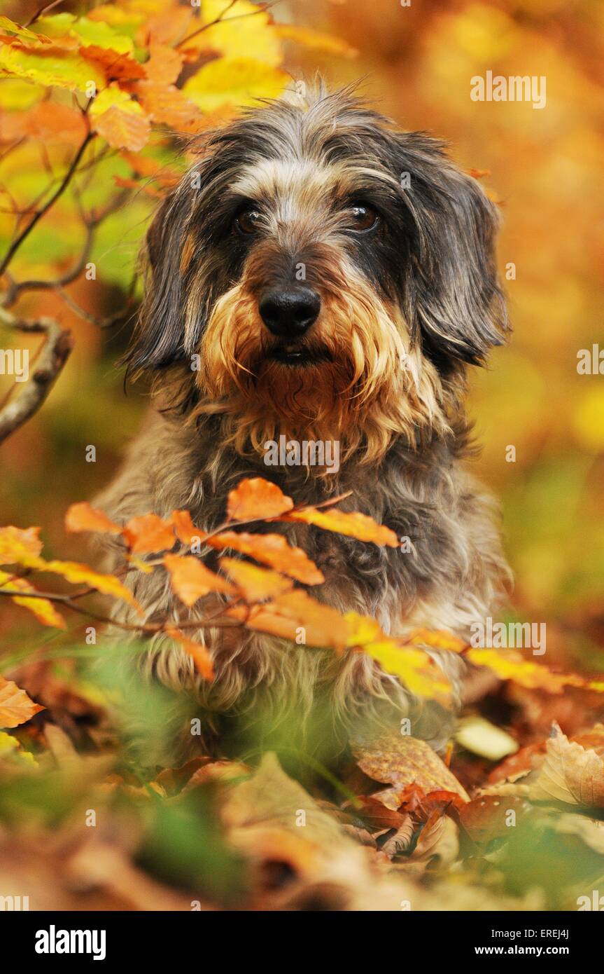 sitting wirehaired teckel Stock Photo - Alamy