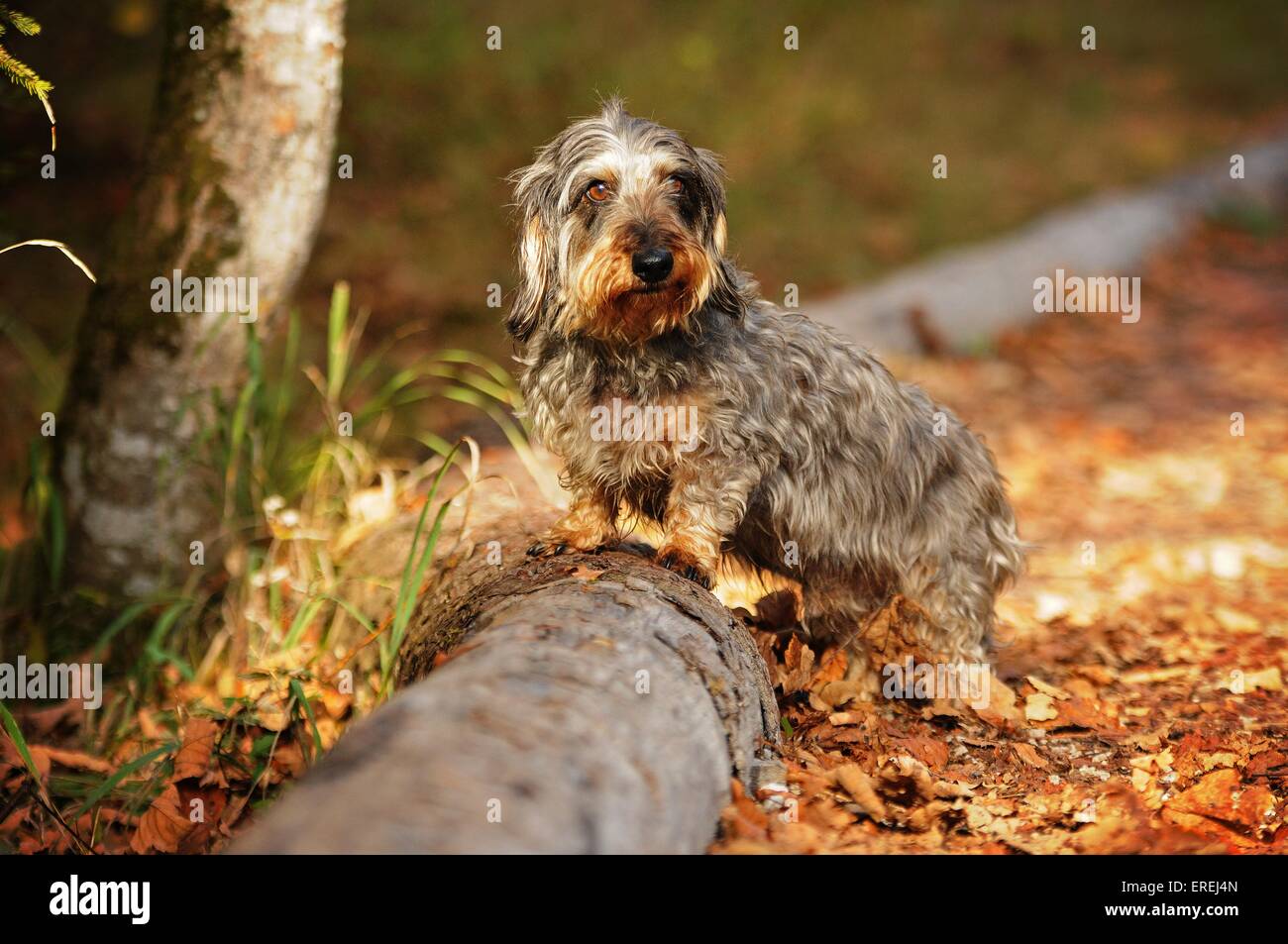 standing wirehaired teckel Stock Photo - Alamy