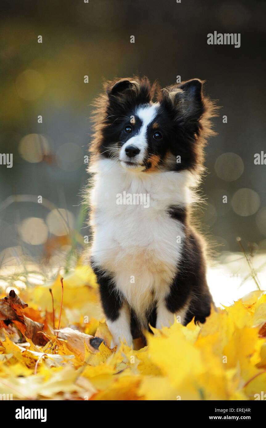 sitting Shetland Sheepdog Stock Photo - Alamy