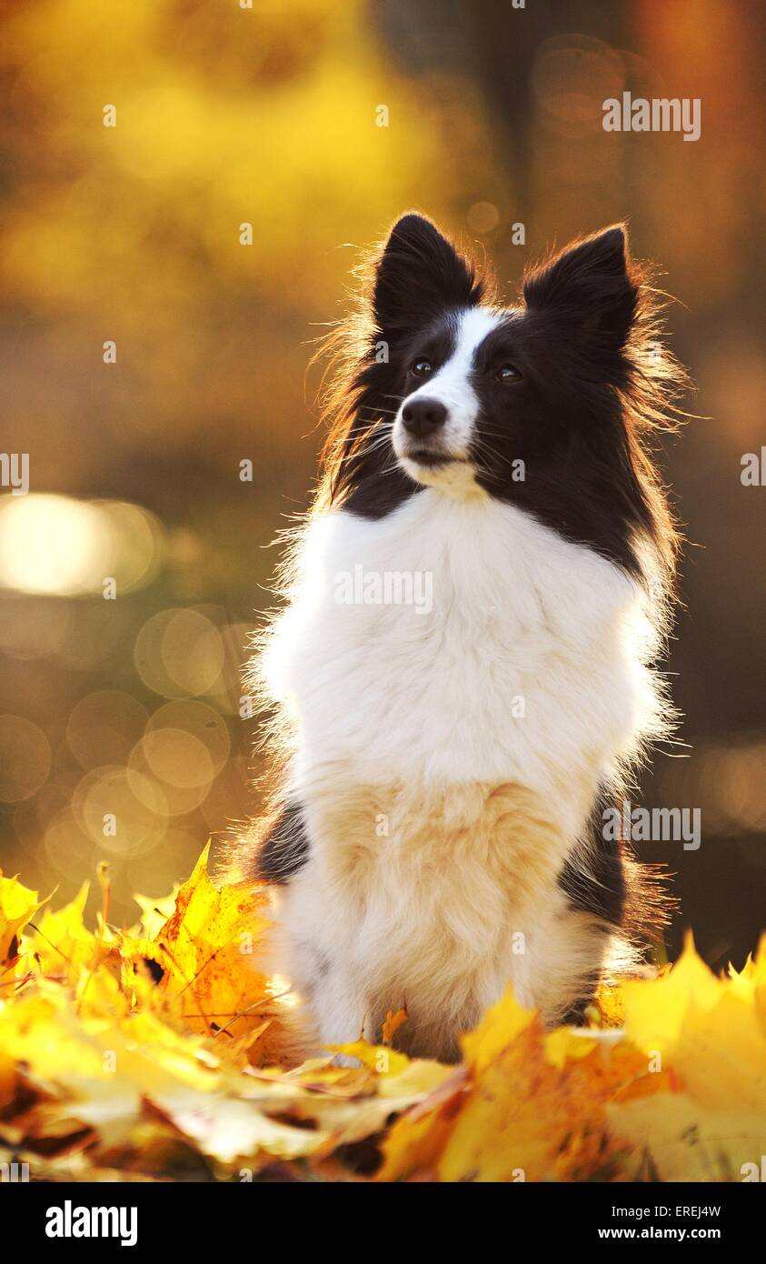 sitting Shetland Sheepdog Stock Photo - Alamy