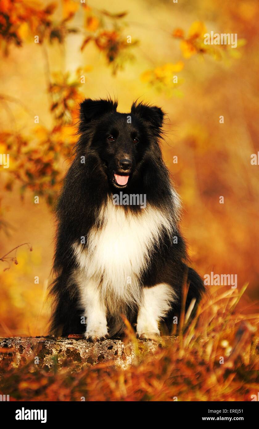 sitting Shetland Sheepdog Stock Photo - Alamy