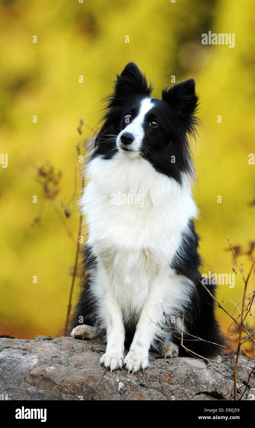 sitting Shetland Sheepdog Stock Photo - Alamy