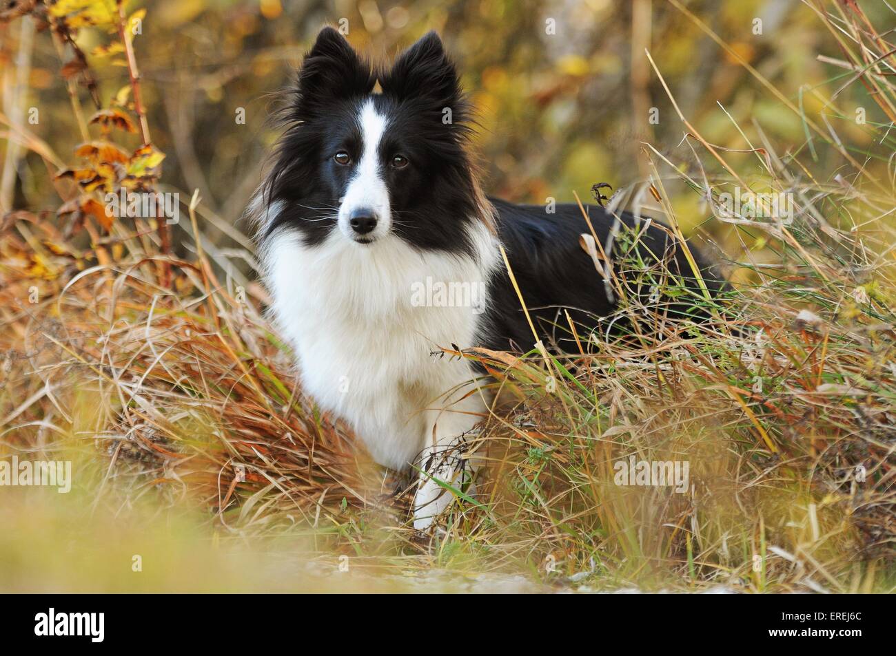standing Shetland Sheepdog Stock Photo - Alamy