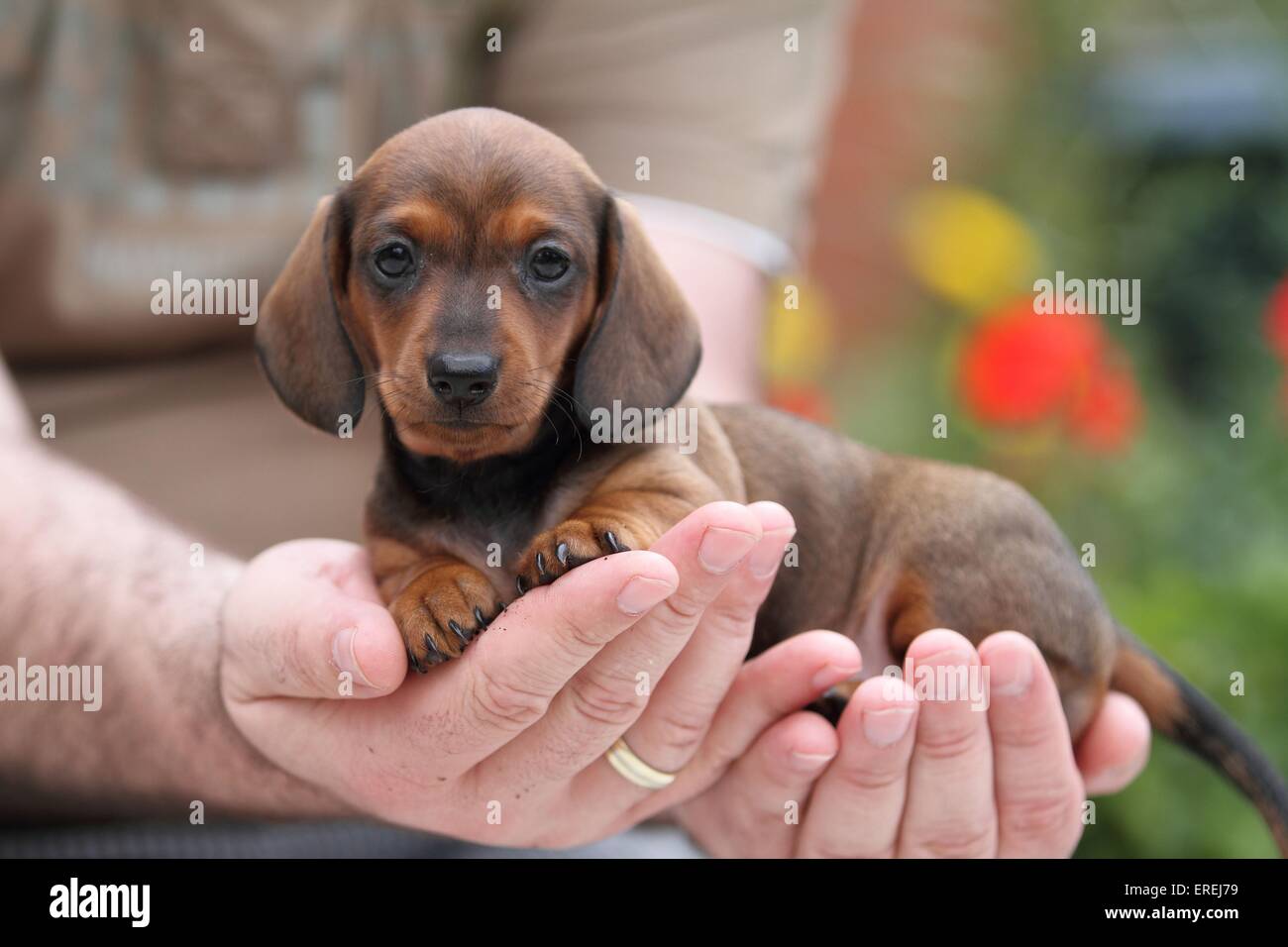 teckel puppy Stock Photo - Alamy