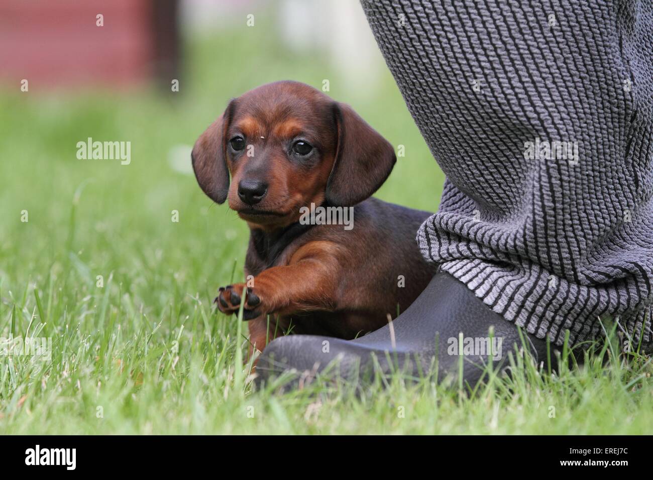 Baby puppy hi-res stock photography and images - Alamy