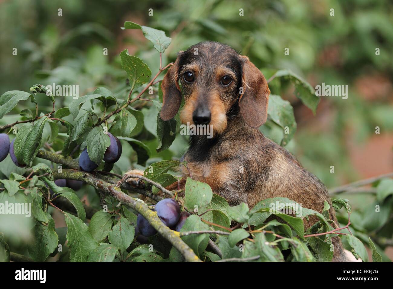 Dachshund side eye hi-res stock photography and images - Alamy