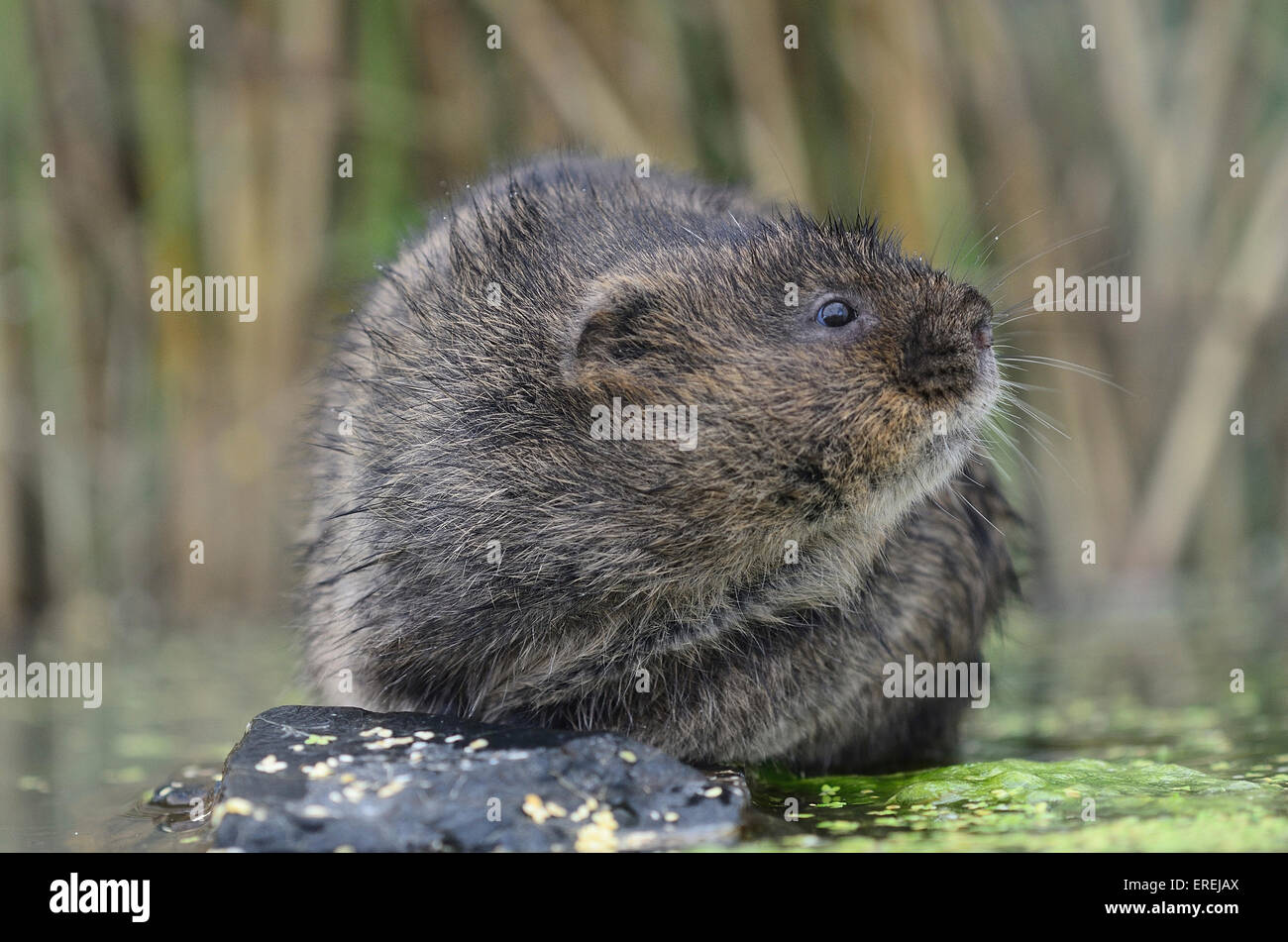 Amphibious rodent hi-res stock photography and images - Alamy