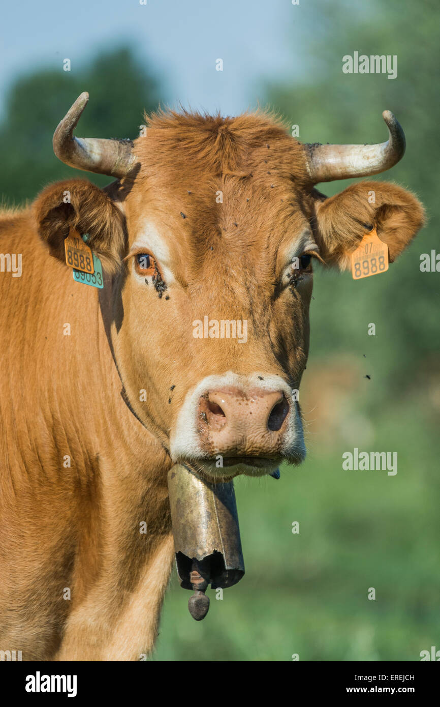 Happy cows healthy cows hi-res stock photography and images - Alamy