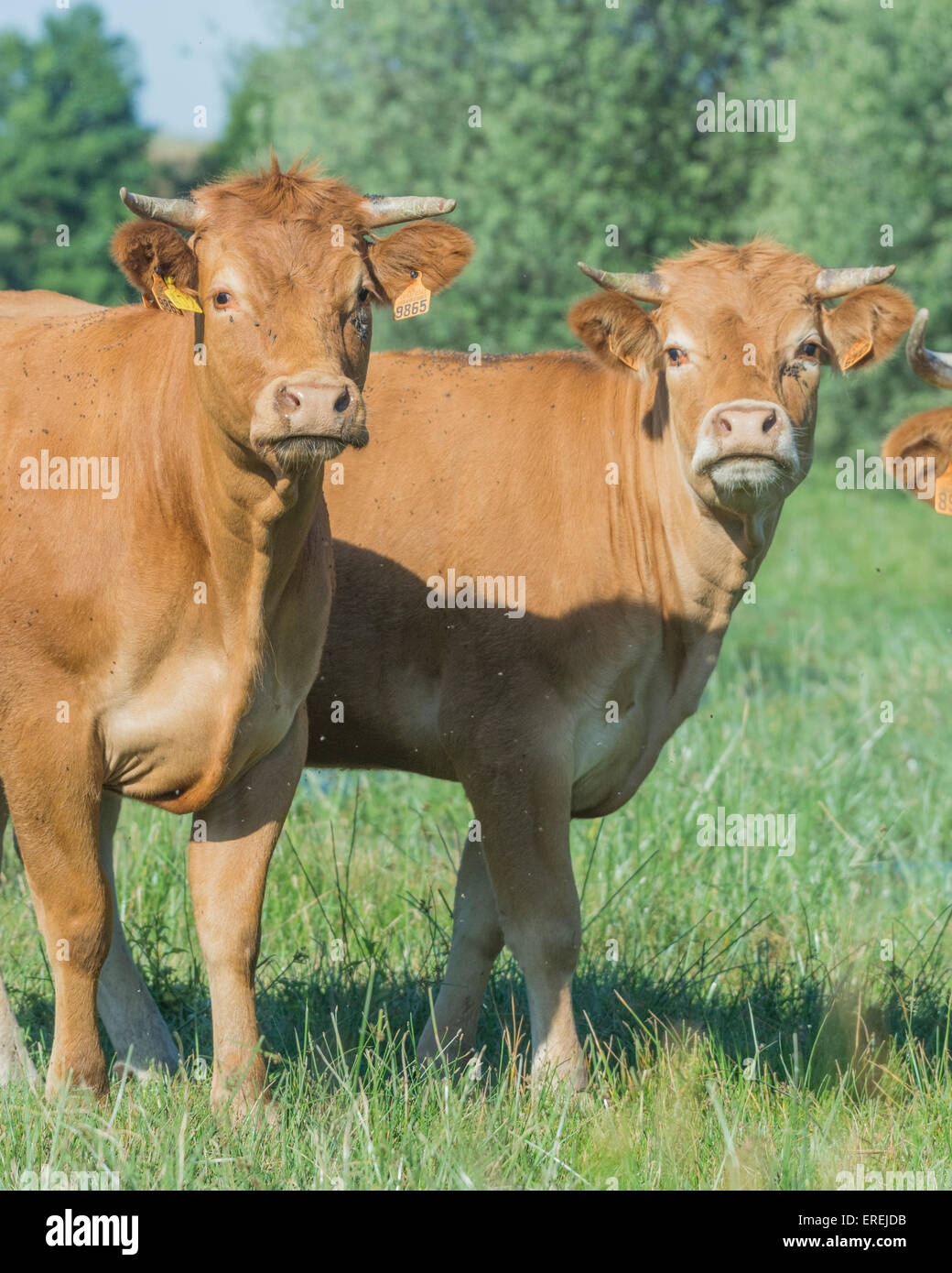 Agricultura agricultura animal hi-res stock photography and images - Alamy