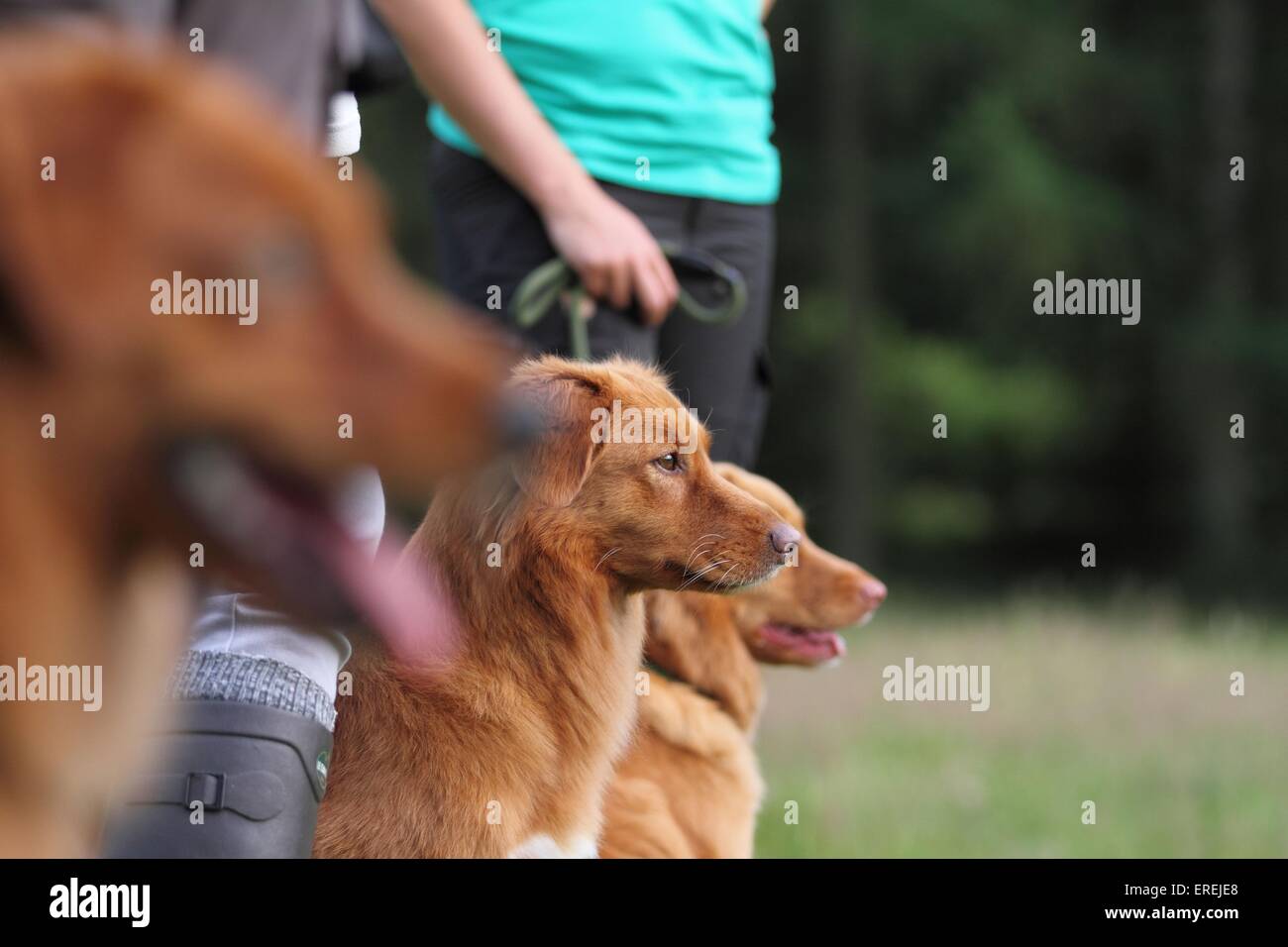 Duck toller hi-res stock photography and images - Alamy