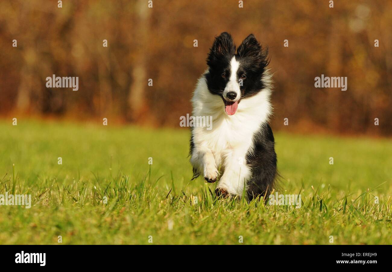 running Shetland Sheepdog Stock Photo - Alamy