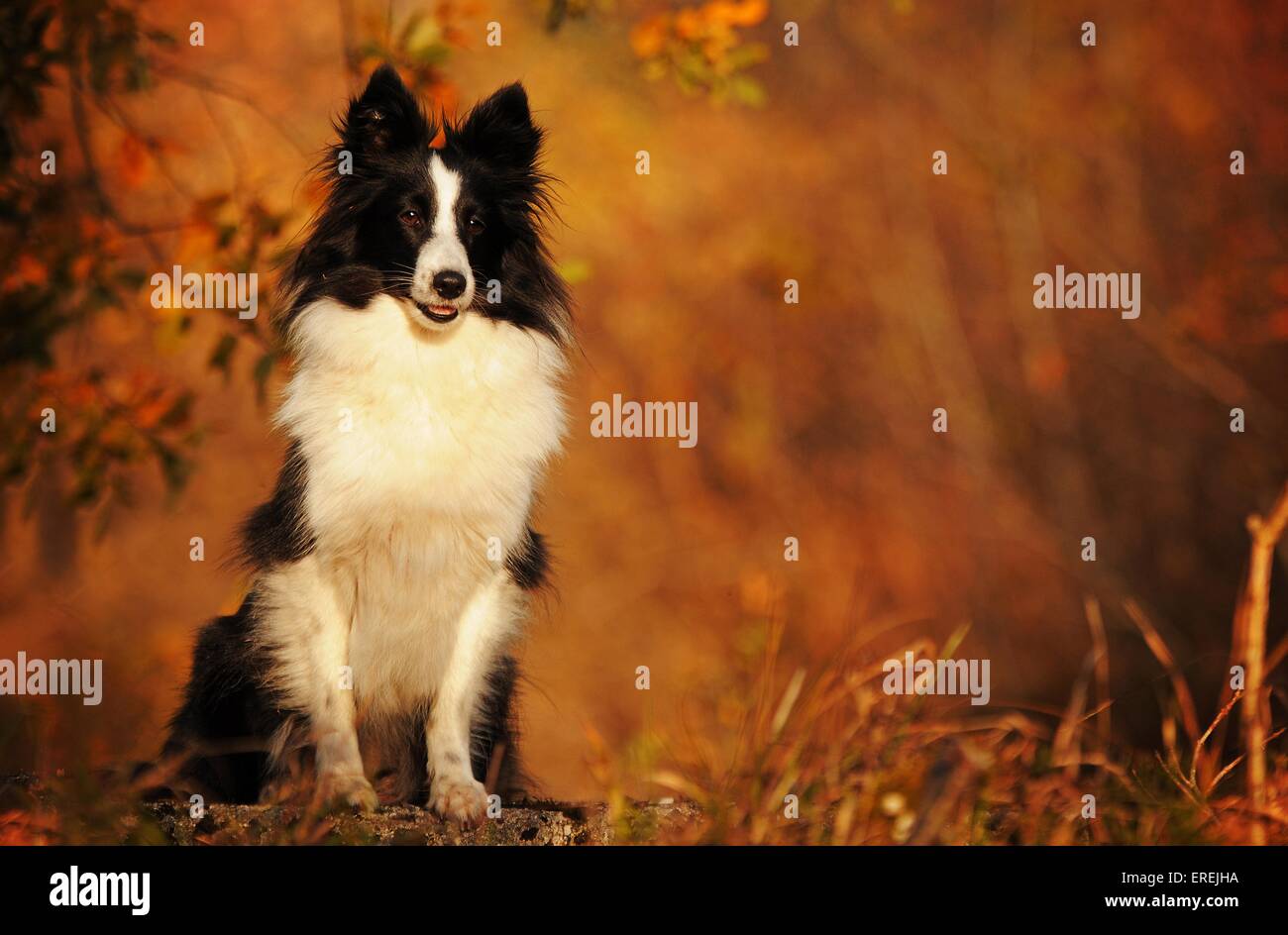 sitting Shetland Sheepdog Stock Photo - Alamy