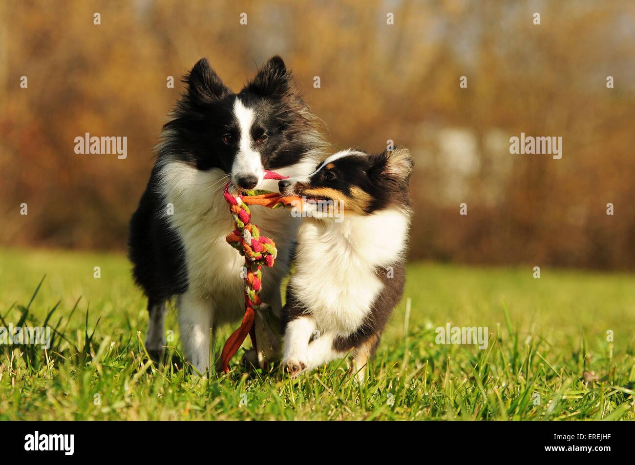 Shetland autumn hi-res stock photography and images - Alamy